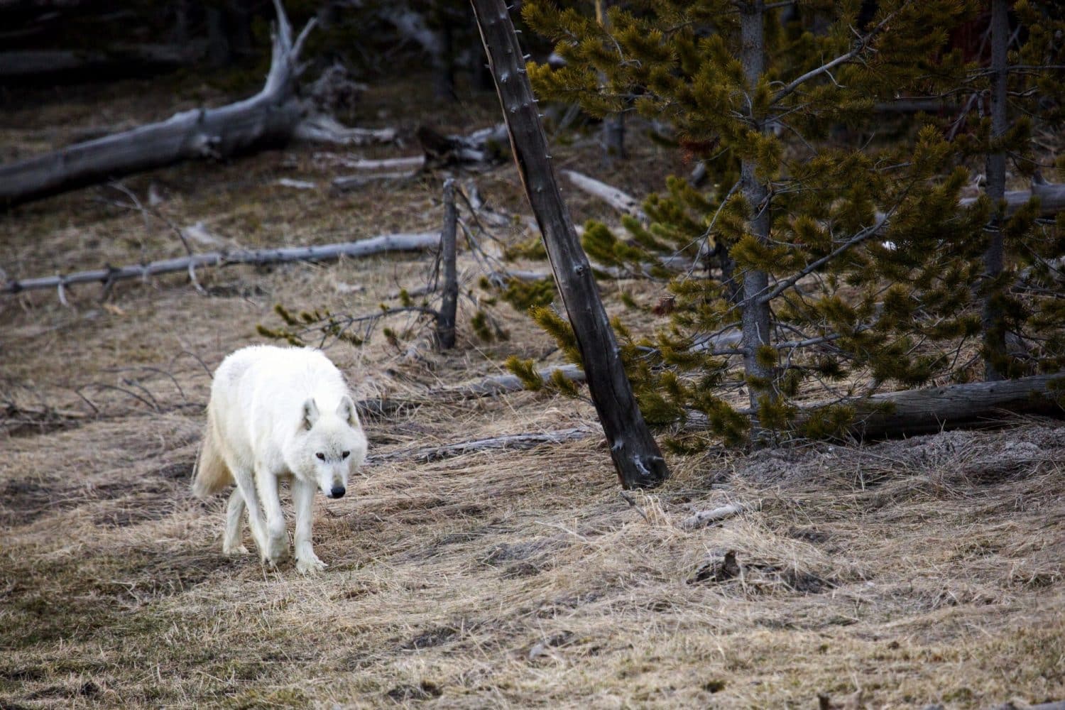 Rare white wolf in Yellowstone park euthanized over injuries - Talk-N West TN