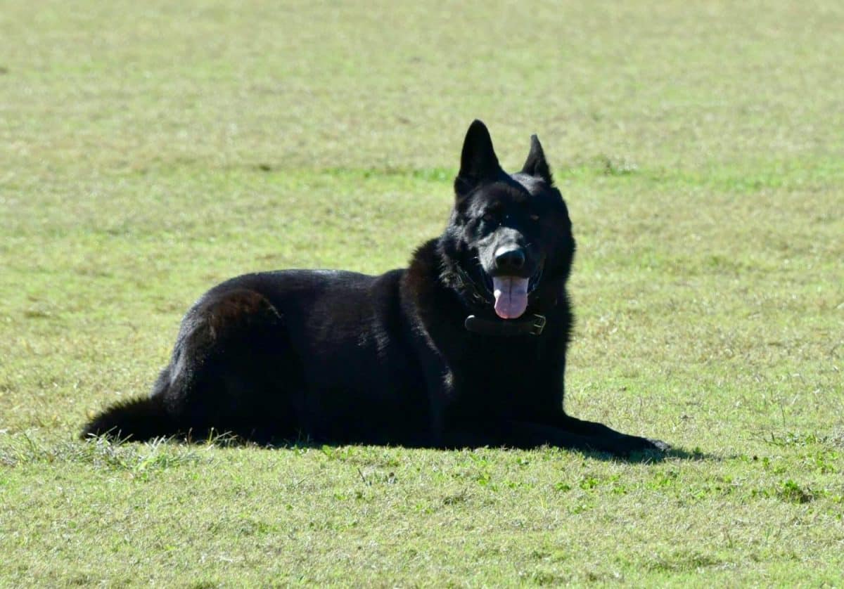 The Jackson Police Department is saddened over the untimely death of K9 ...