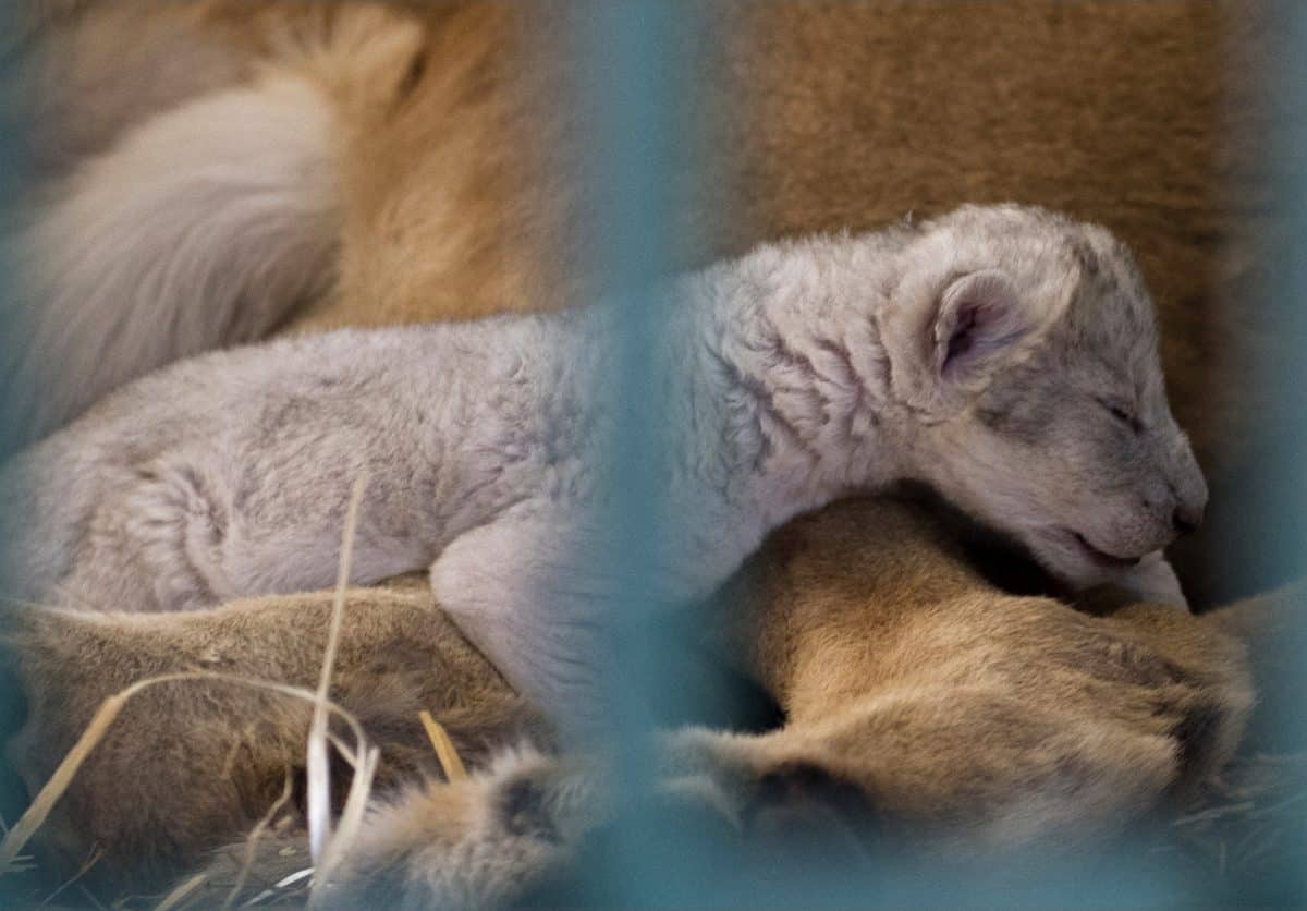 Lion rescued from Syria zoo gives birth in Jordan reserve - Talk-N West TN