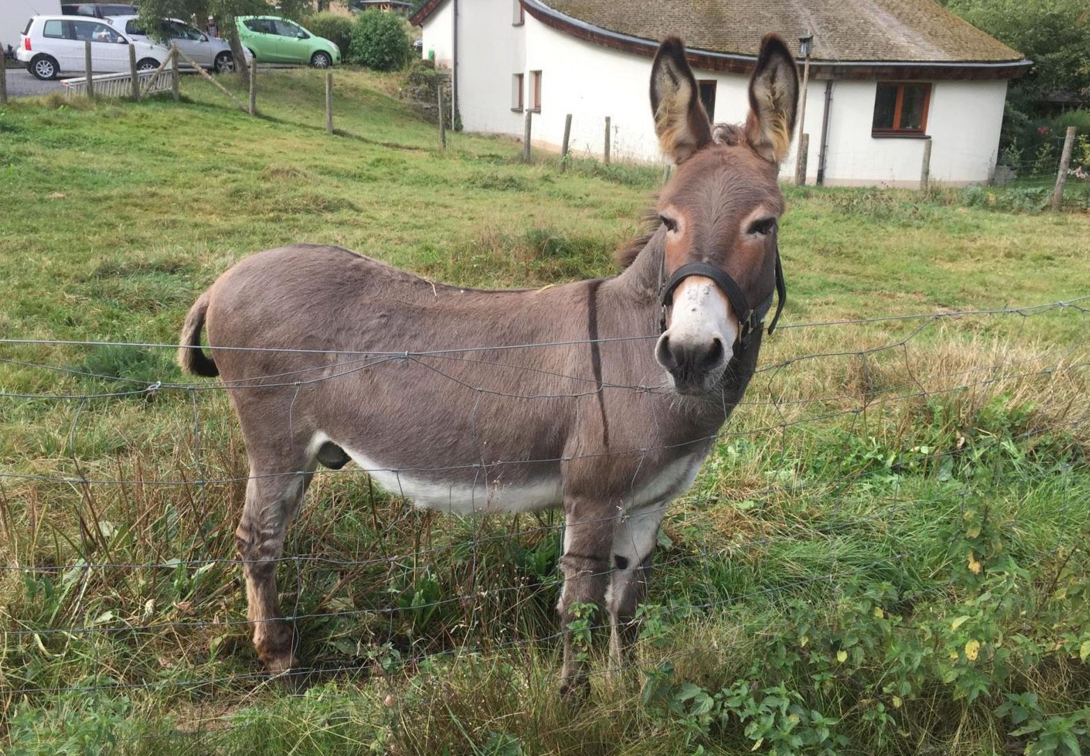 German court tells donkey owners to pony up for damaged car - Talk-N ...