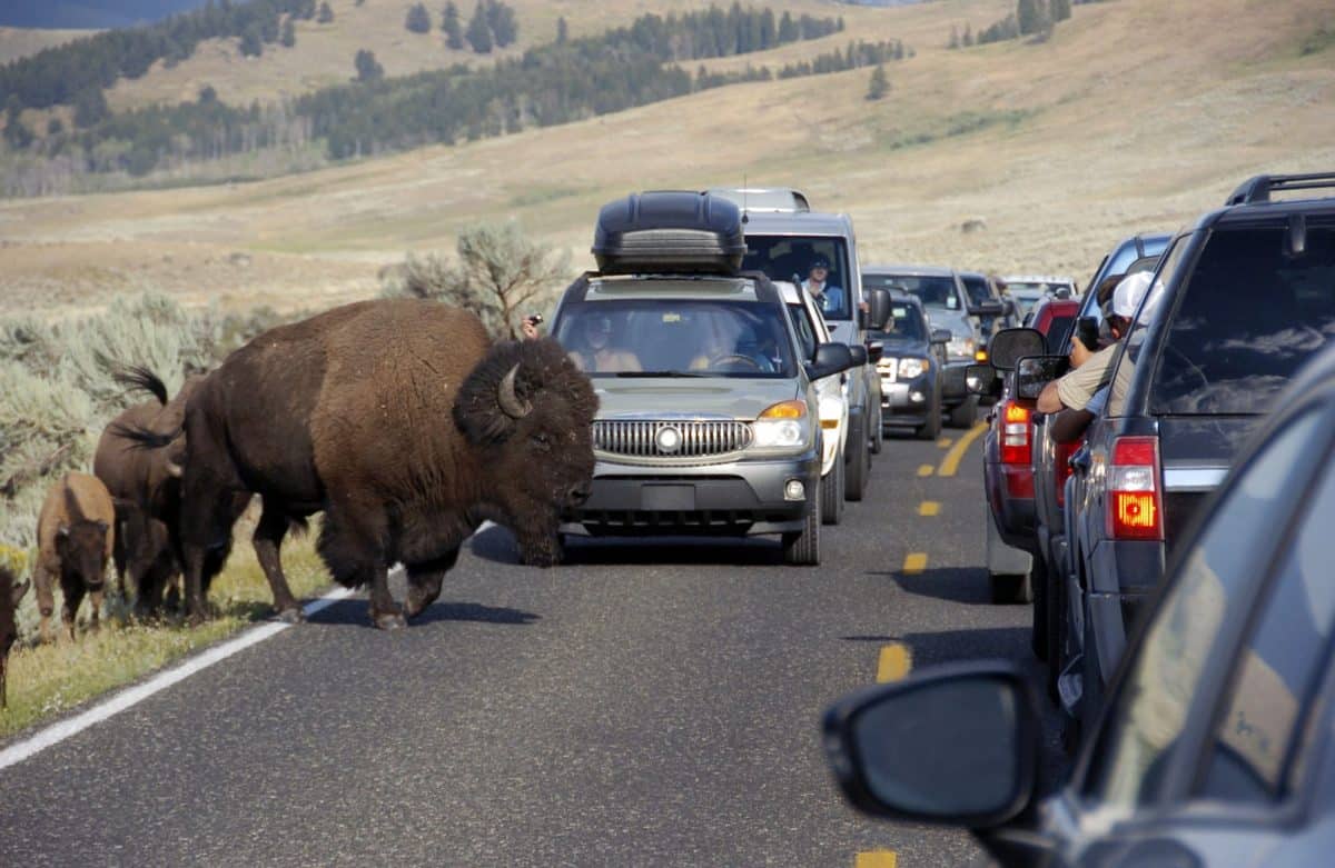Yellowstone Park vehicle traffic nearing capacity - Talk-N West TN